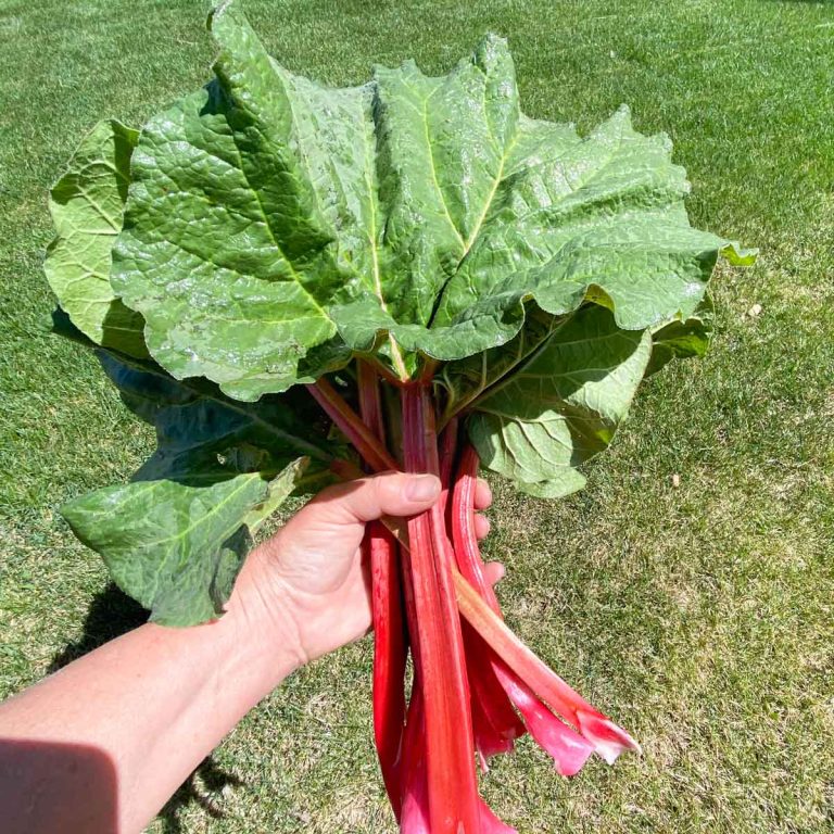 Easy Rhubarb Crisp Recipe - Art and the Kitchen