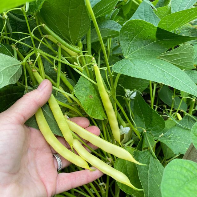 Spicy Pickled Beans - Art and the Kitchen